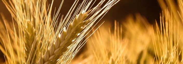 elmor seed counter, counting small items, sorting machines